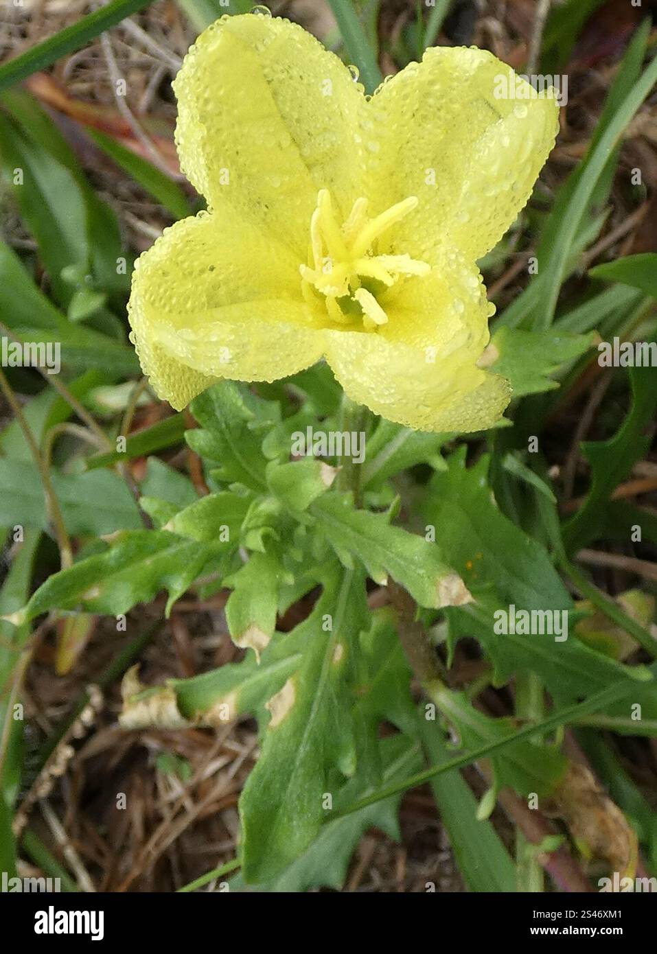 cutleaf evening primrose (Oenothera laciniata Stock Photo - Alamy