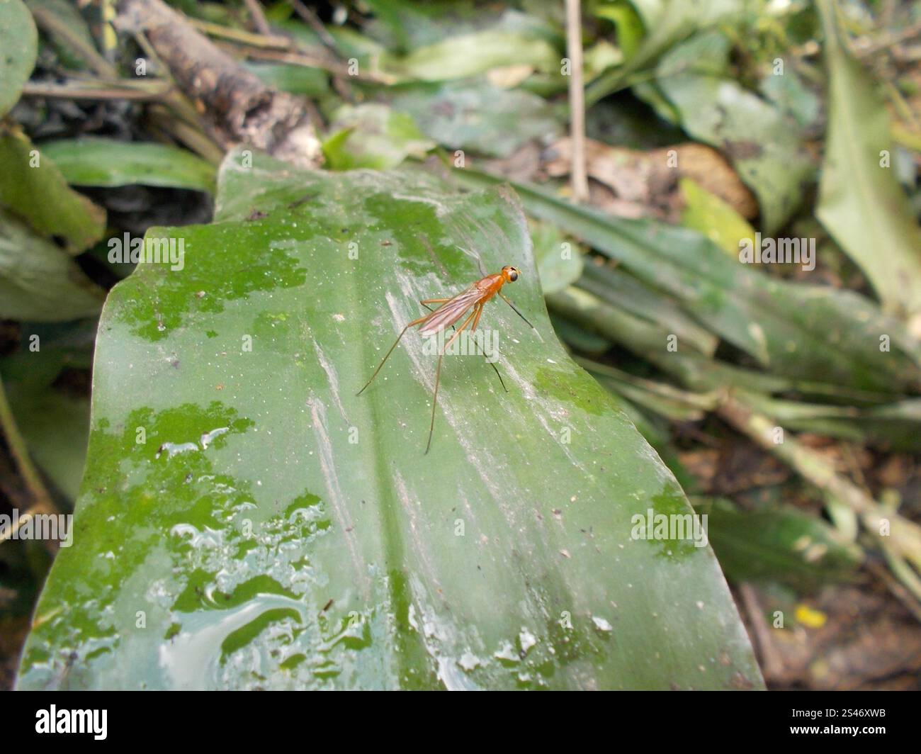 Stilt-legged Flies (Micropezidae Stock Photo - Alamy