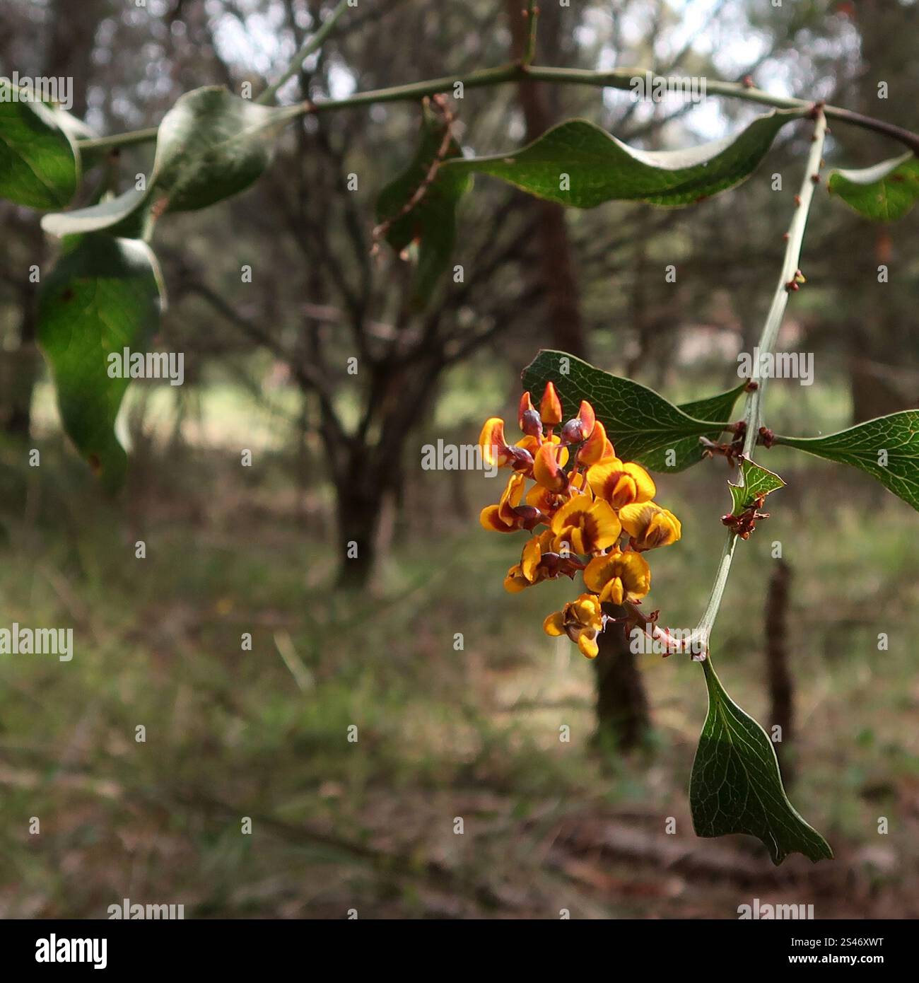 hop bitter-pea (Daviesia latifolia Stock Photo - Alamy