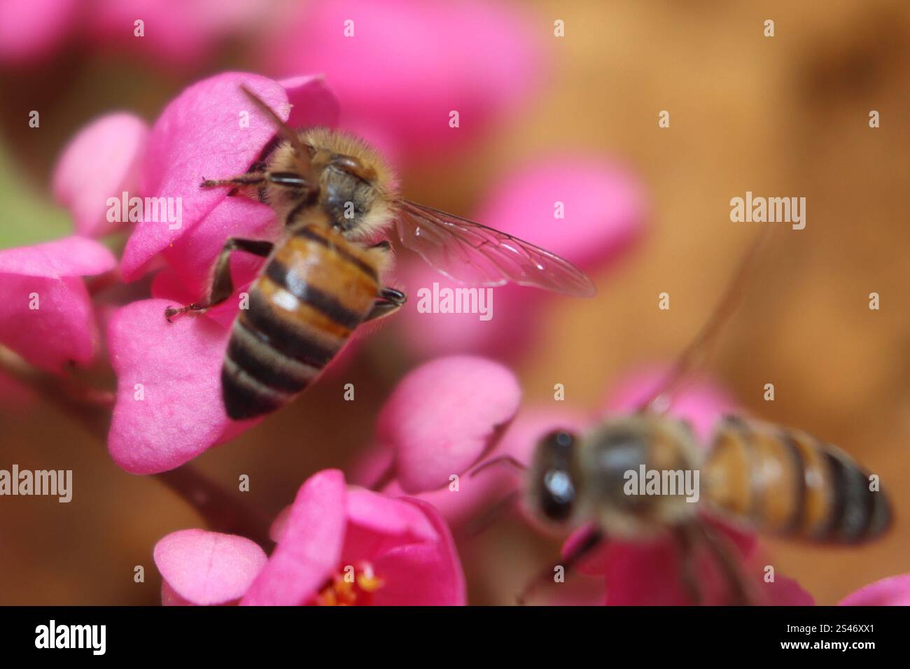 Western Honey Bee (Apis mellifera Stock Photo - Alamy