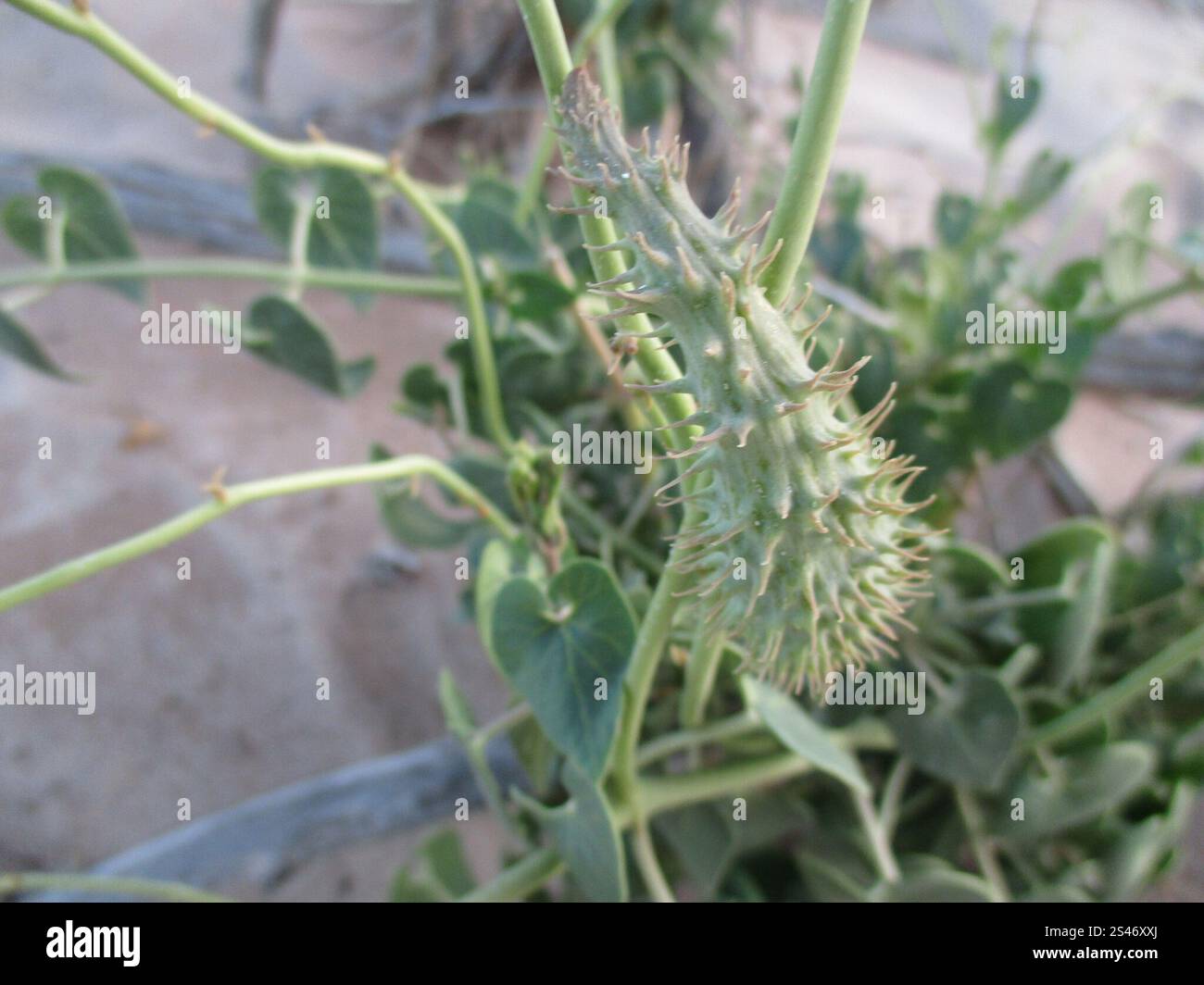 Trellis-vine (Pergularia daemia Stock Photo - Alamy