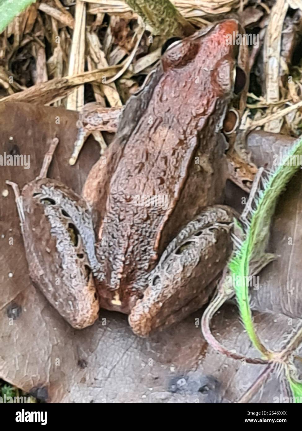 Frogs and Toads (Anura Stock Photo - Alamy
