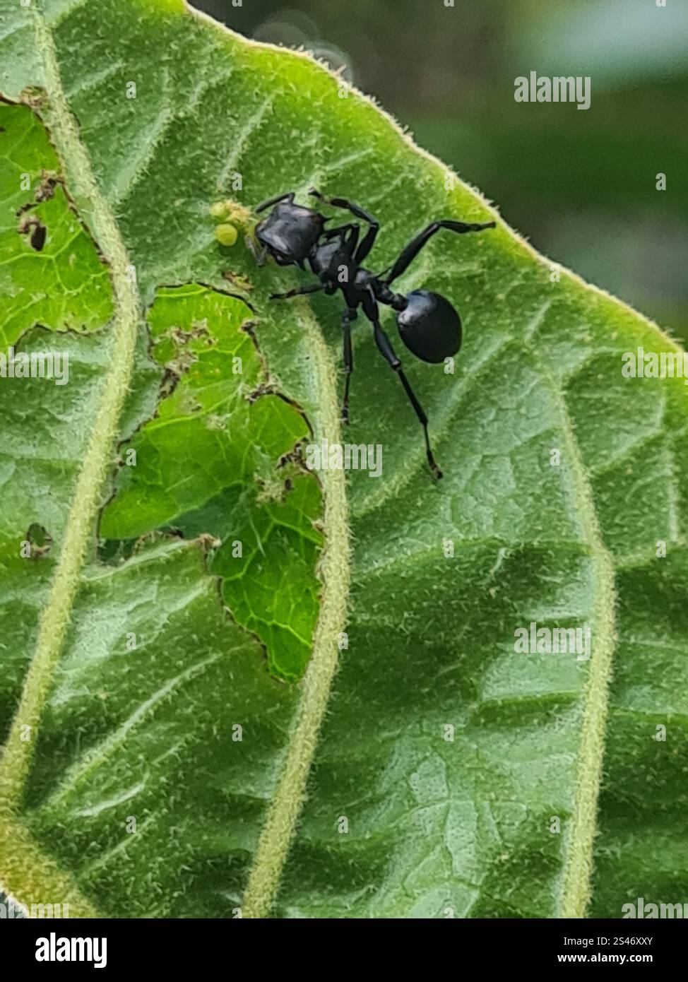 Common Giant Turtle Ant (Cephalotes atratus Stock Photo - Alamy