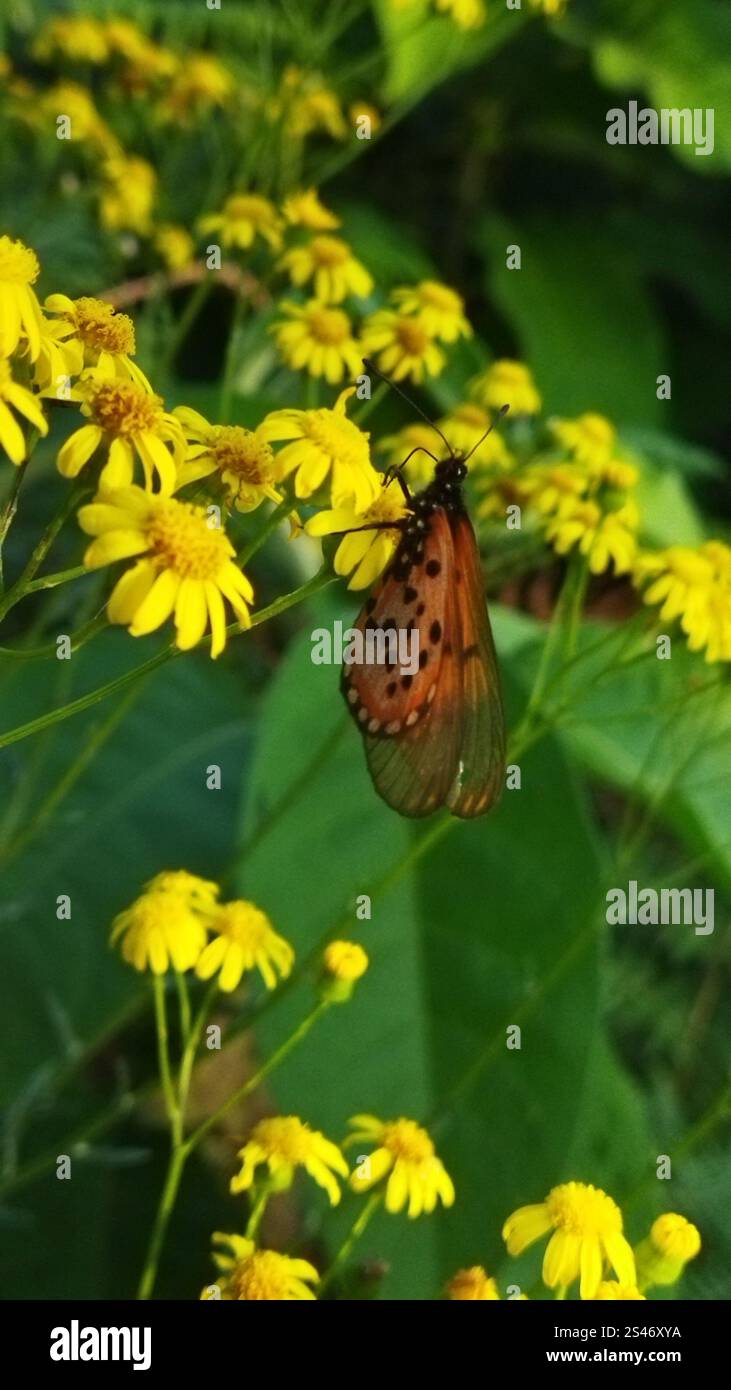 Garden Acraea (Acraea horta Stock Photo - Alamy