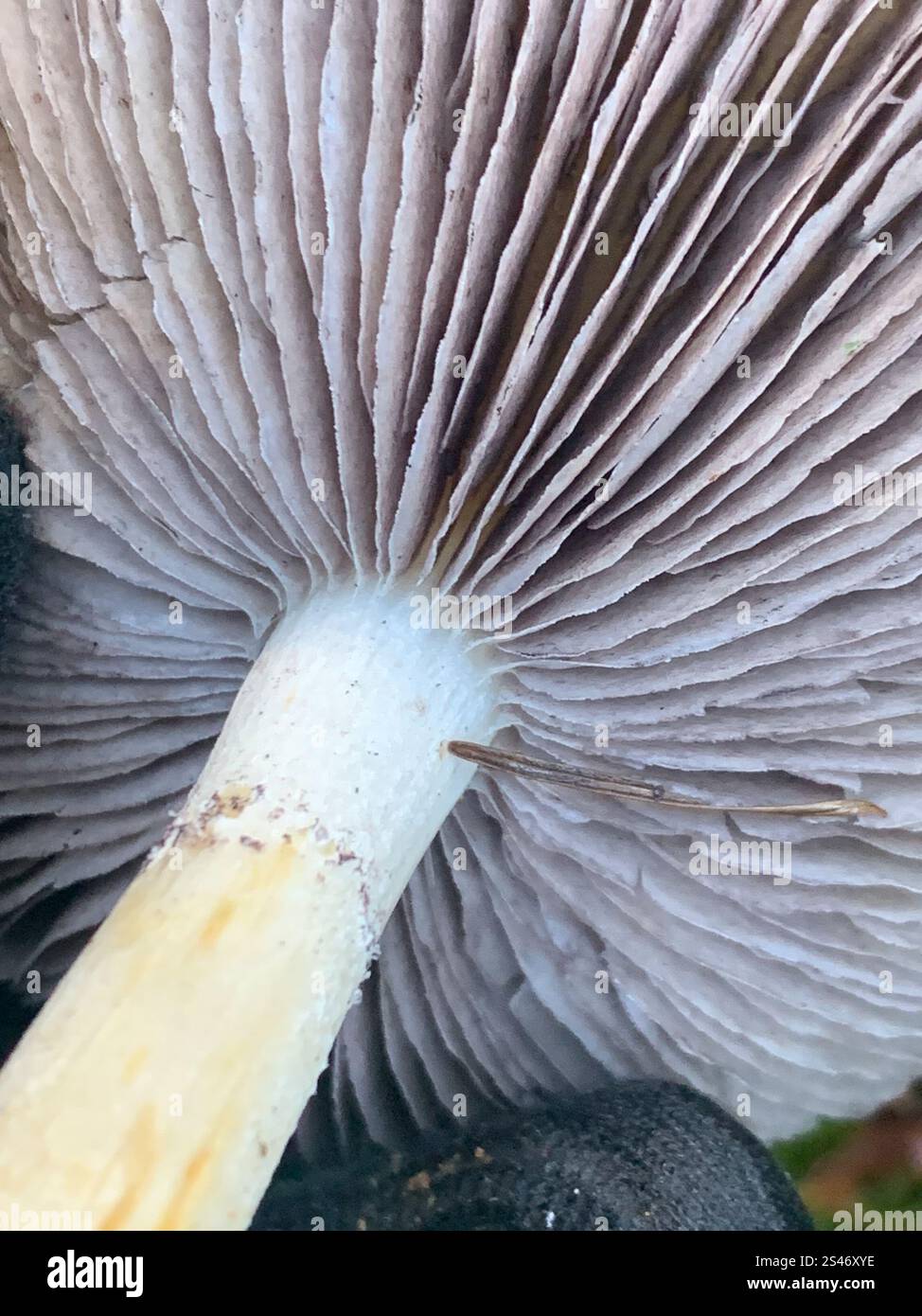 Questionable Stropharia (Stropharia ambigua Stock Photo - Alamy