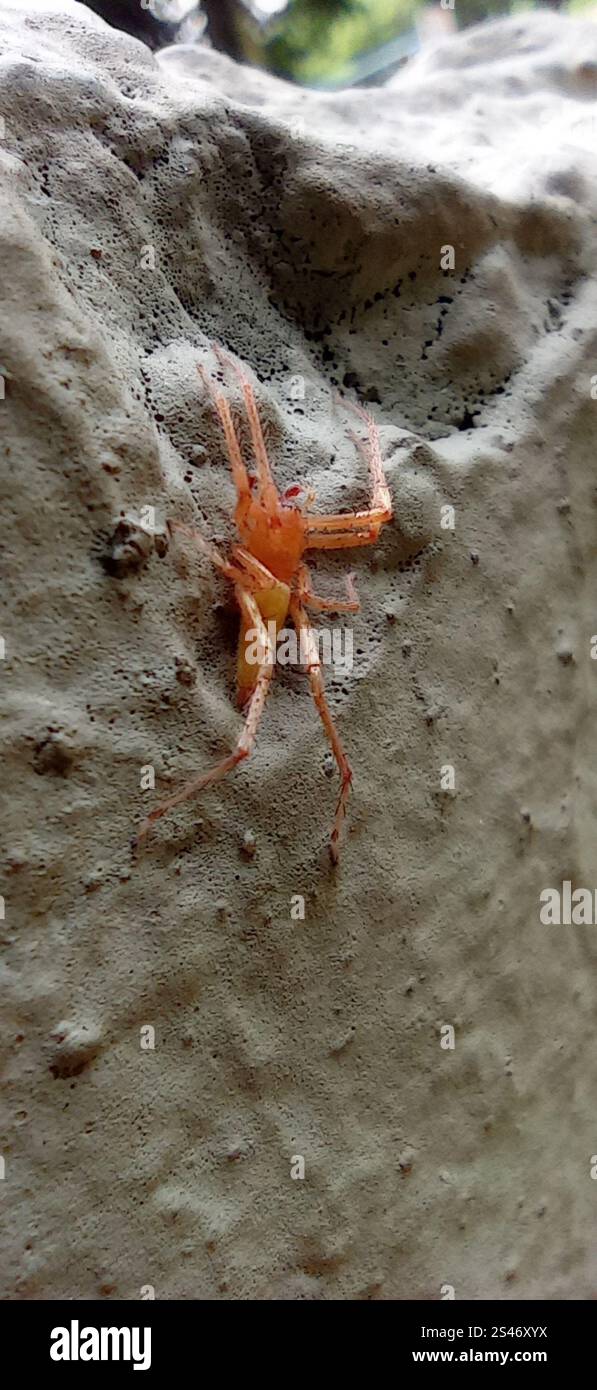 Ghost Spiders (Anyphaenidae Stock Photo - Alamy