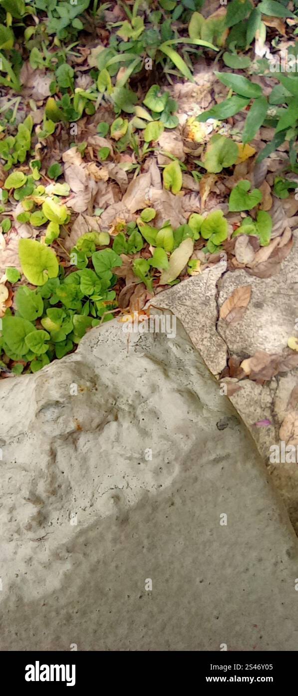 Ghost Spiders (Anyphaenidae Stock Photo - Alamy