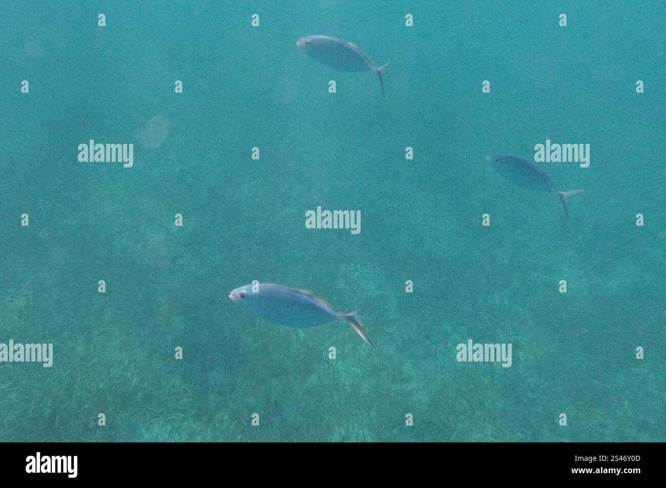 Bar Jack (Caranx ruber Stock Photo - Alamy