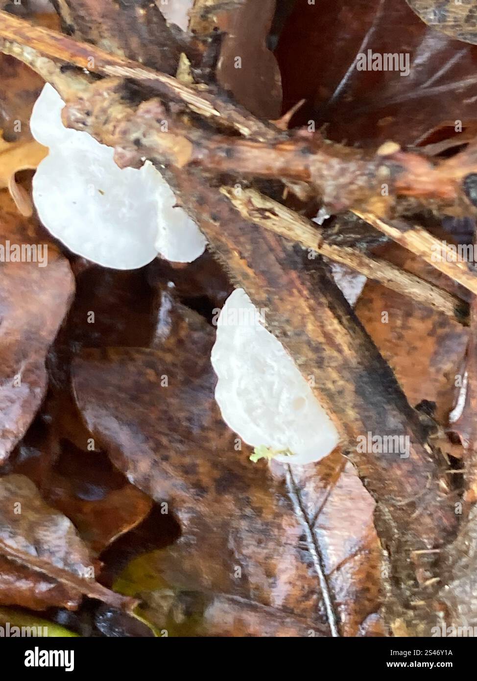 Variable Oysterling (Crepidotus variabilis Stock Photo - Alamy