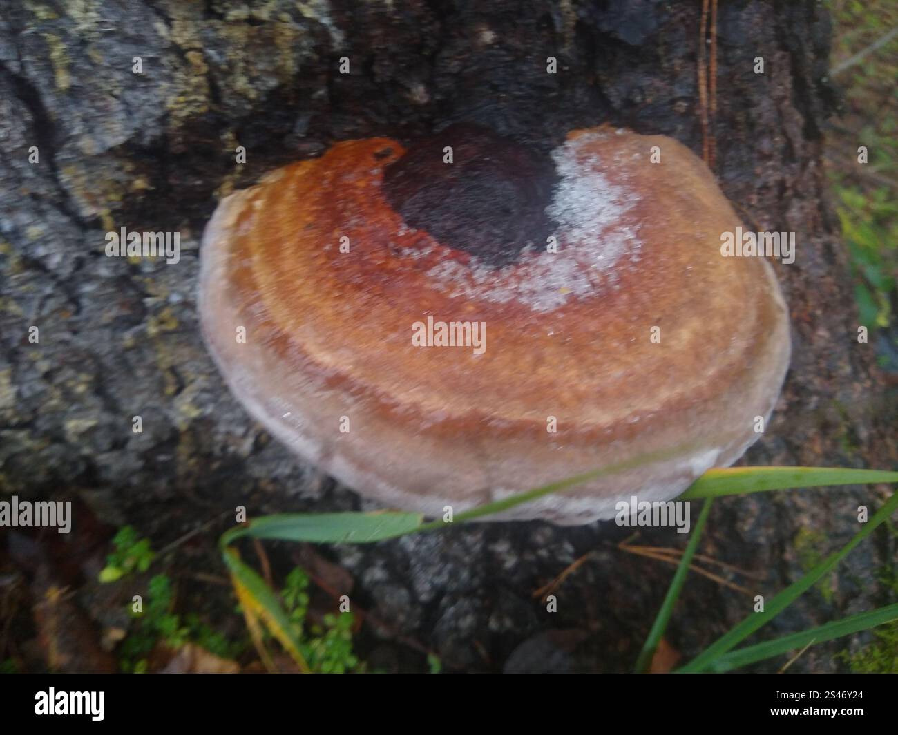 Red-banded Polypore (Fomitopsis pinicola Stock Photo - Alamy