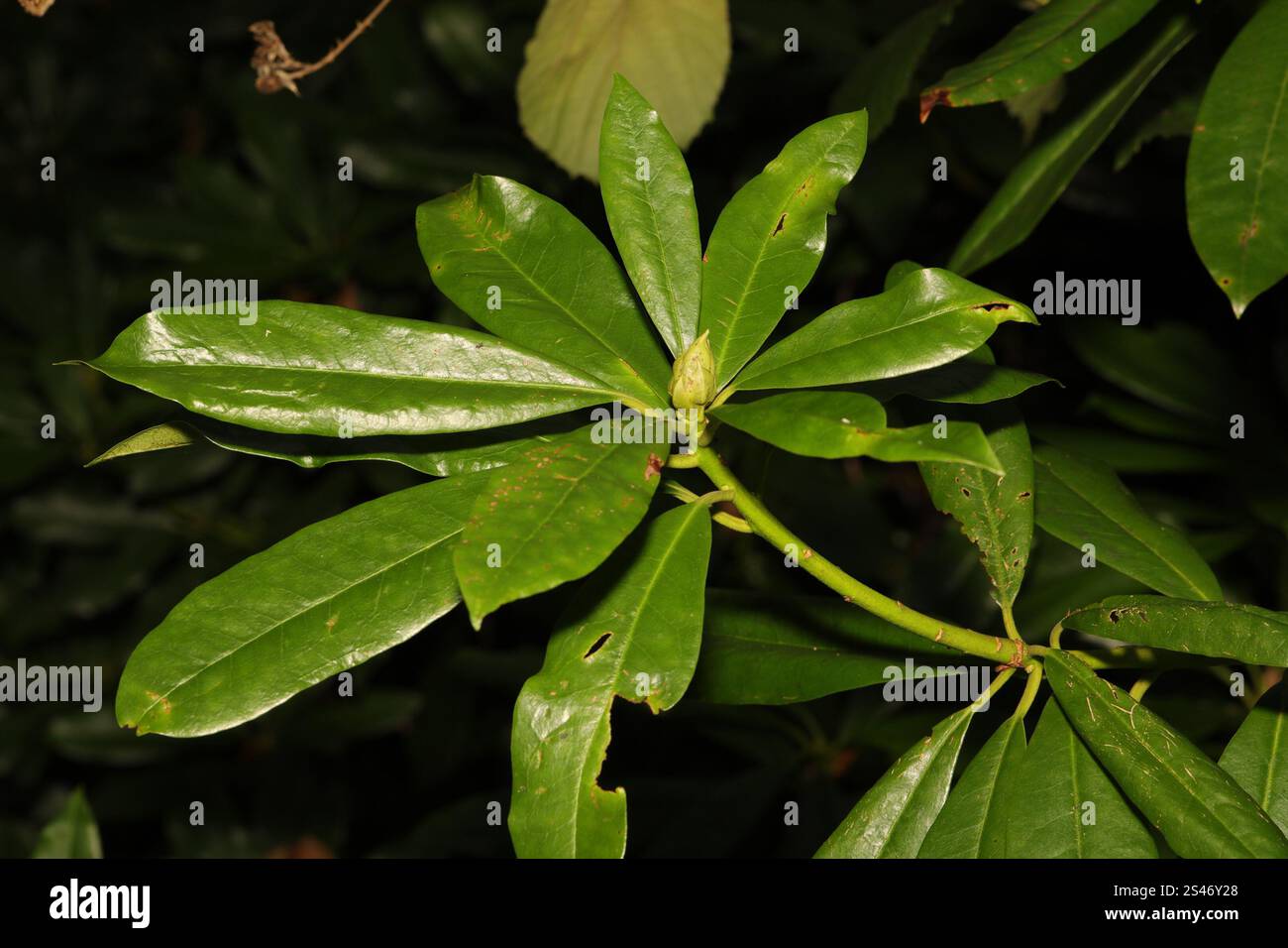 Common Rhododendron (Rhododendron ponticum Stock Photo - Alamy