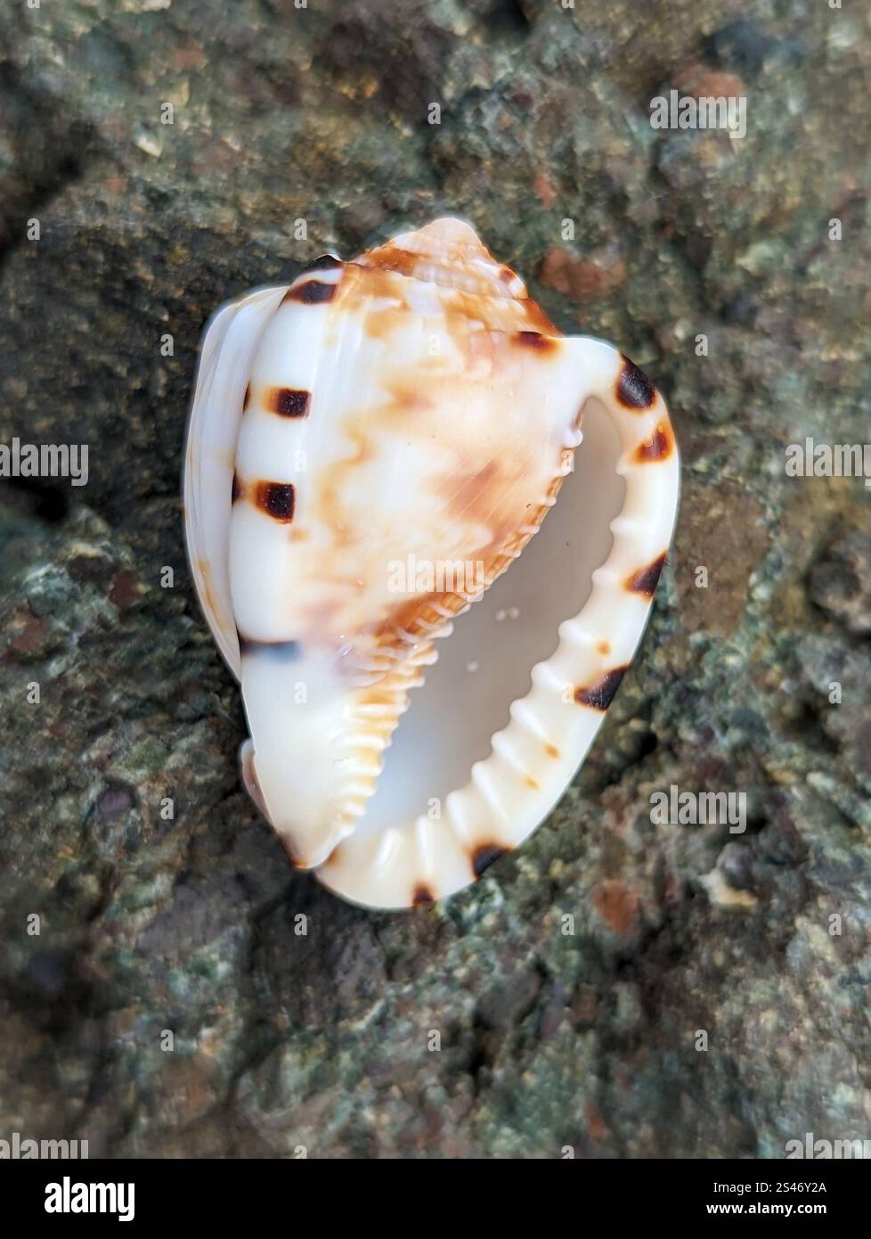 Flame Helmet Snail (Cassis flammea Stock Photo - Alamy