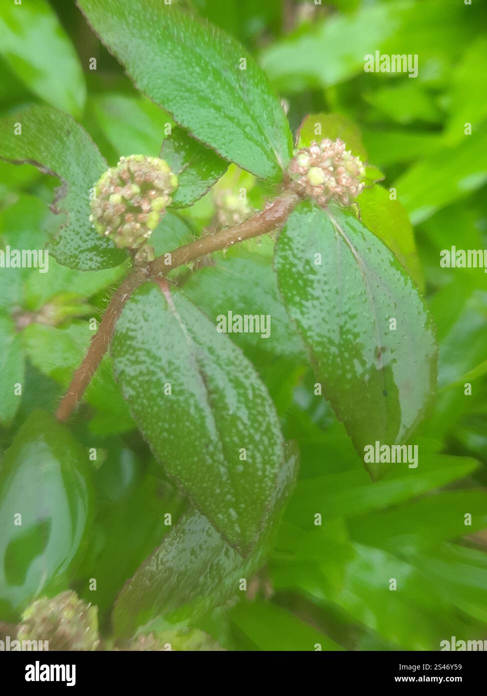 Asthma plant (Euphorbia hirta Stock Photo - Alamy