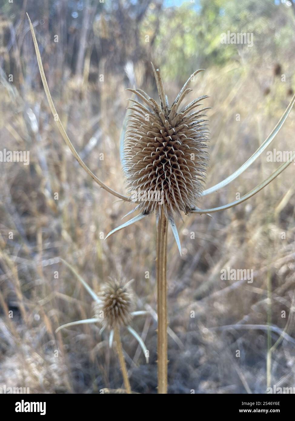 fuller's teasel (Dipsacus sativus Stock Photo - Alamy