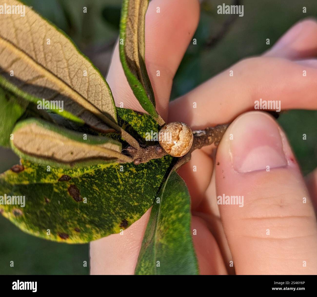 live oak kermes (Allokermes cueroensis Stock Photo - Alamy