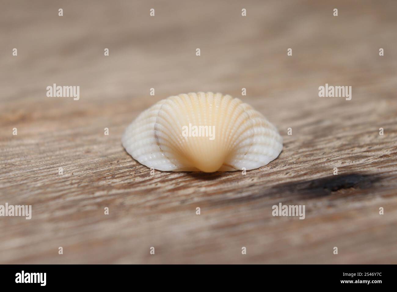Chemnitz's ark clam (Anadara chemnitzii Stock Photo - Alamy