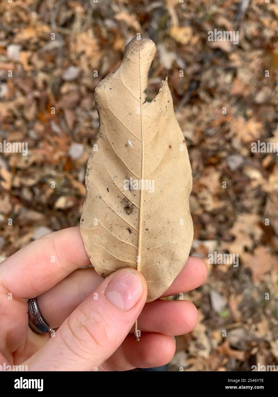 shingle oak (Quercus imbricaria Stock Photo - Alamy