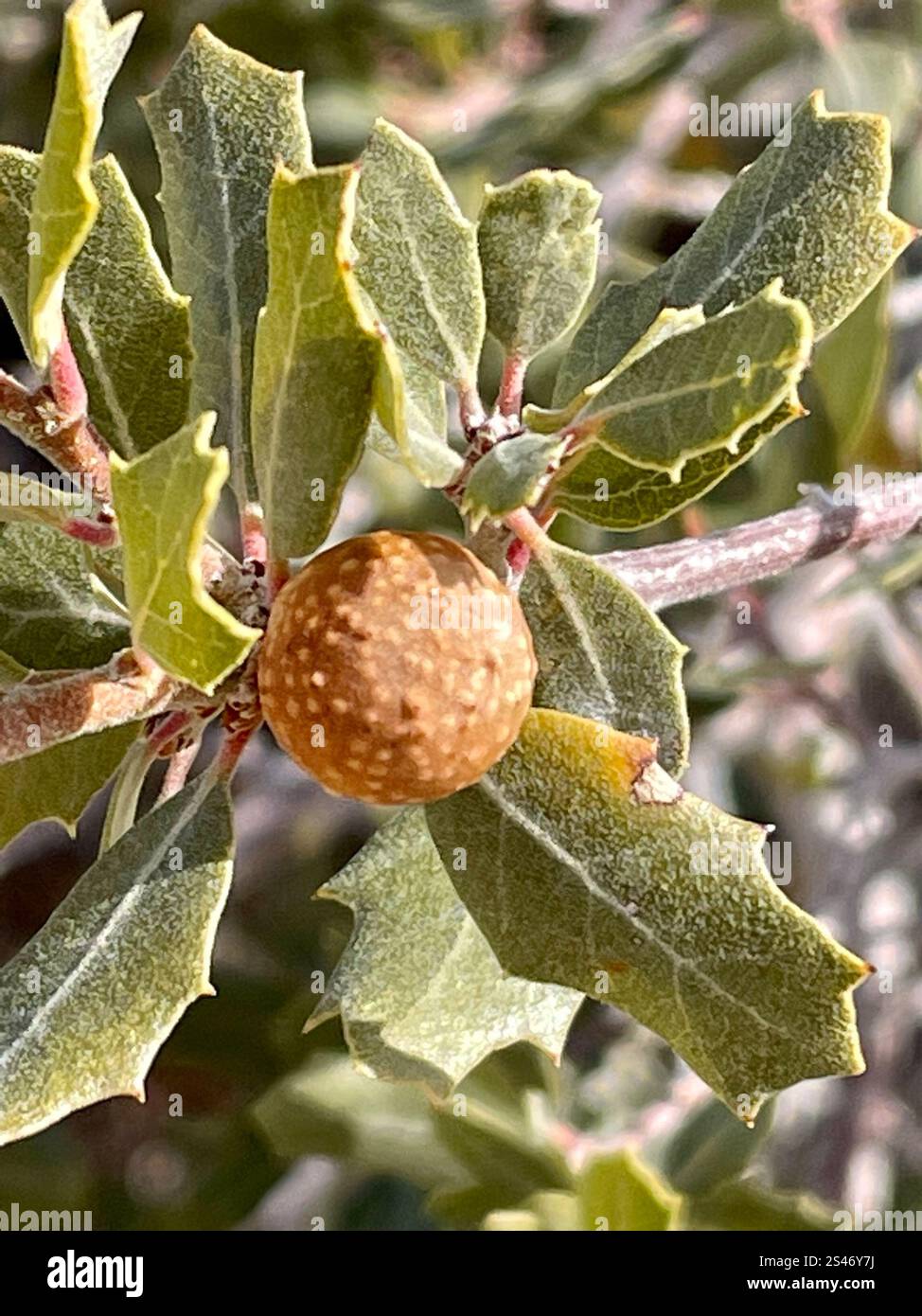 Muller's oak (Quercus cornelius-mulleri Stock Photo - Alamy