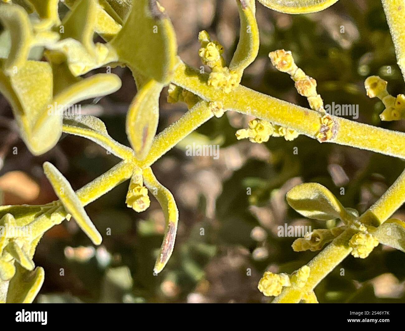 American Mistletoe (Phoradendron leucarpum Stock Photo - Alamy