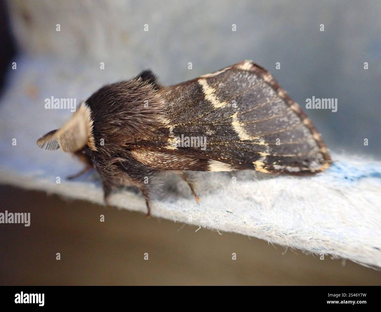 December Moth (Poecilocampa populi Stock Photo - Alamy