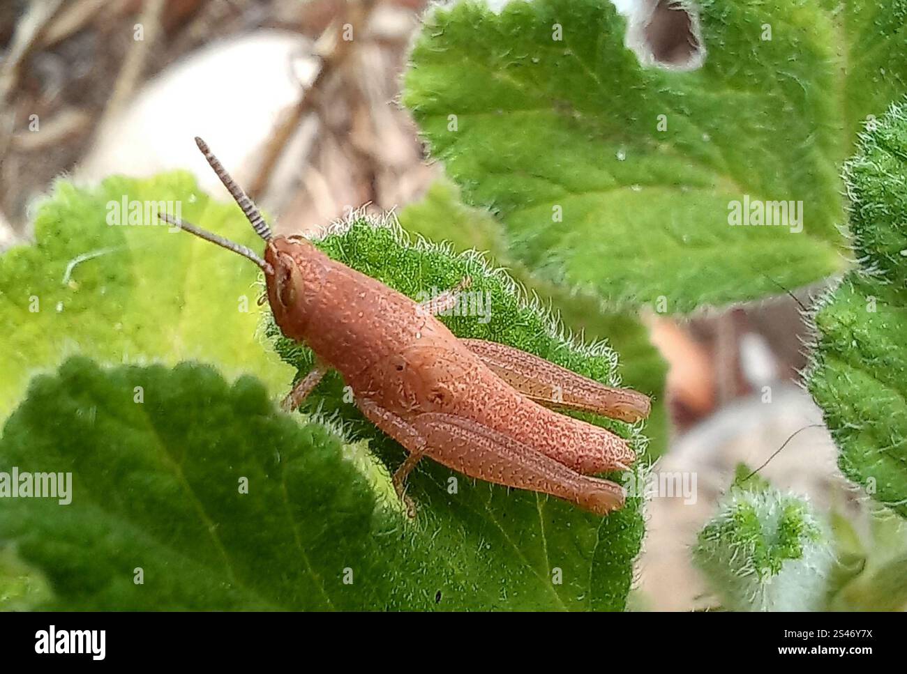 Grasshoppers, Locusts, and Allies (Caelifera Stock Photo - Alamy