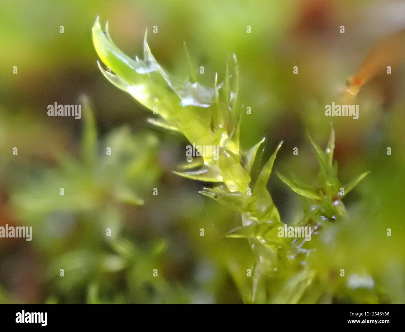 Common Pottia (Tortula truncata Stock Photo - Alamy