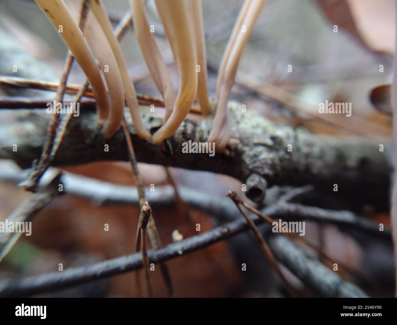 Pipe Club (Macrotyphula fistulosa Stock Photo - Alamy