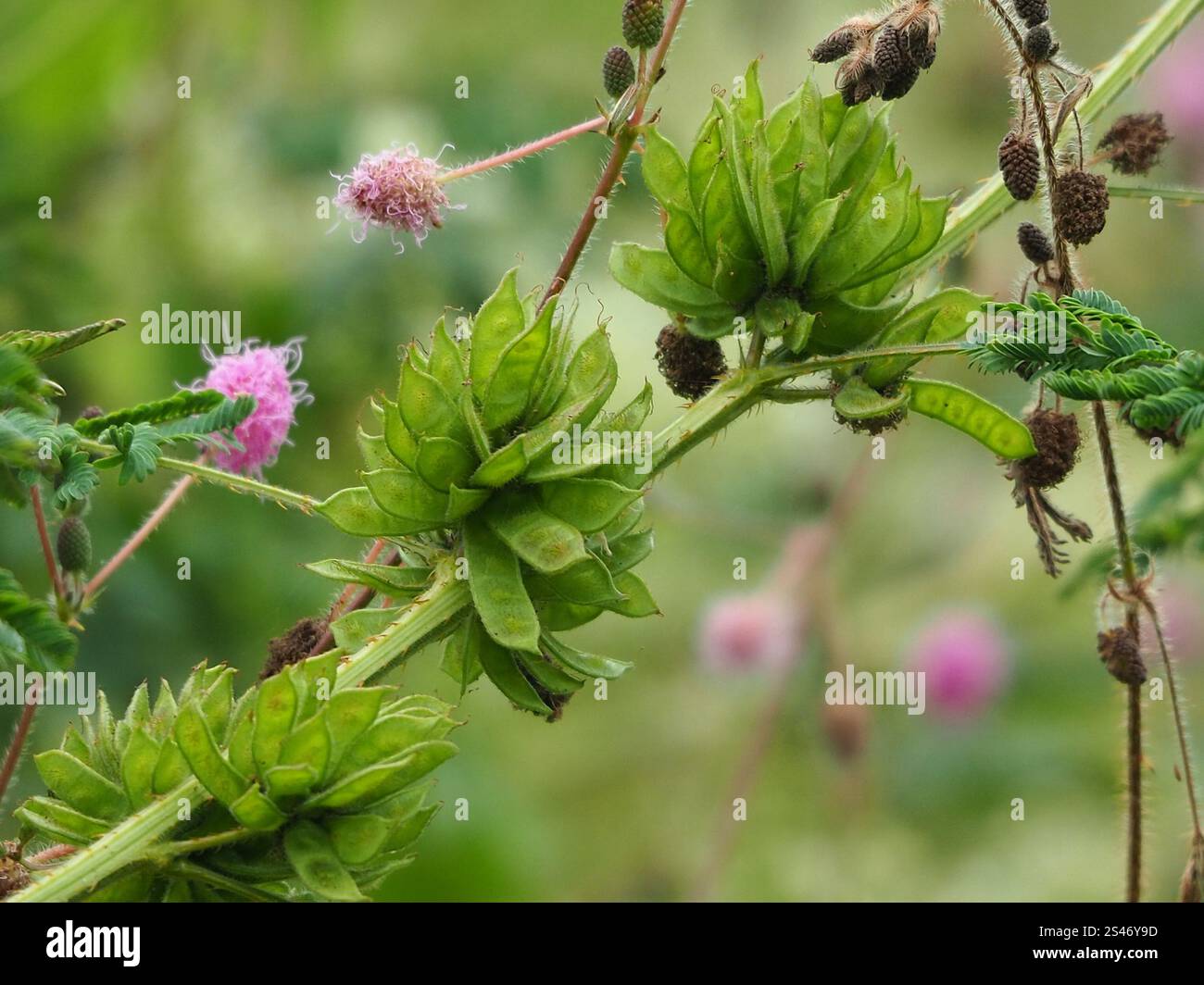 giant false sensitive plant (Mimosa diplotricha Stock Photo - Alamy