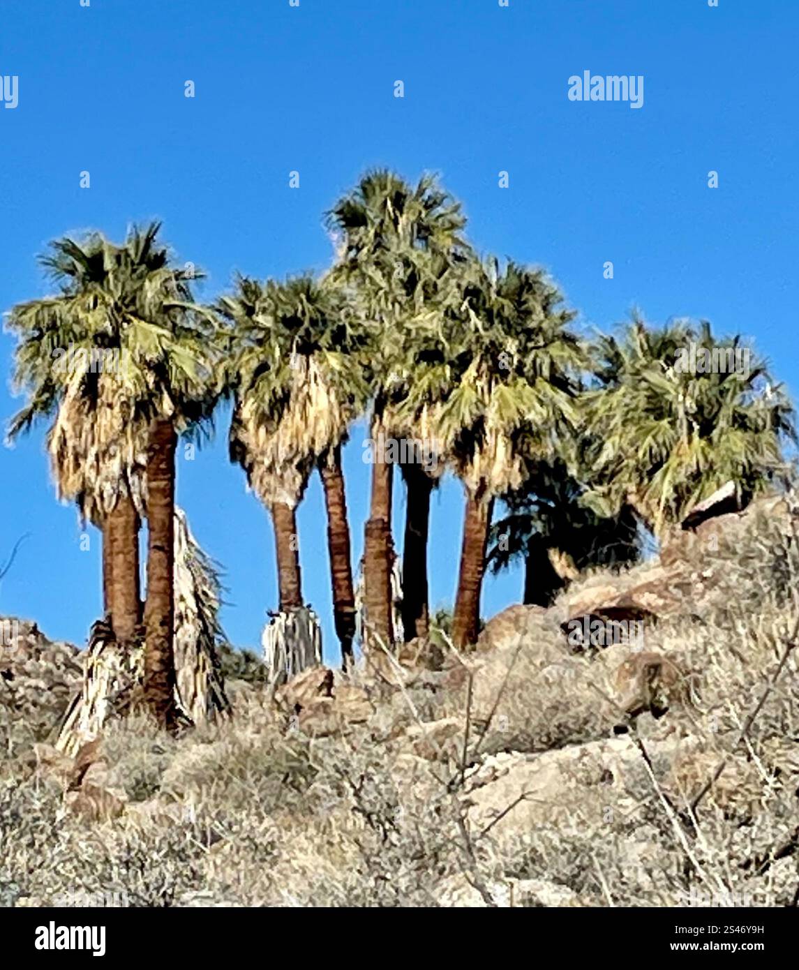 California fan palm (Washingtonia filifera Stock Photo - Alamy