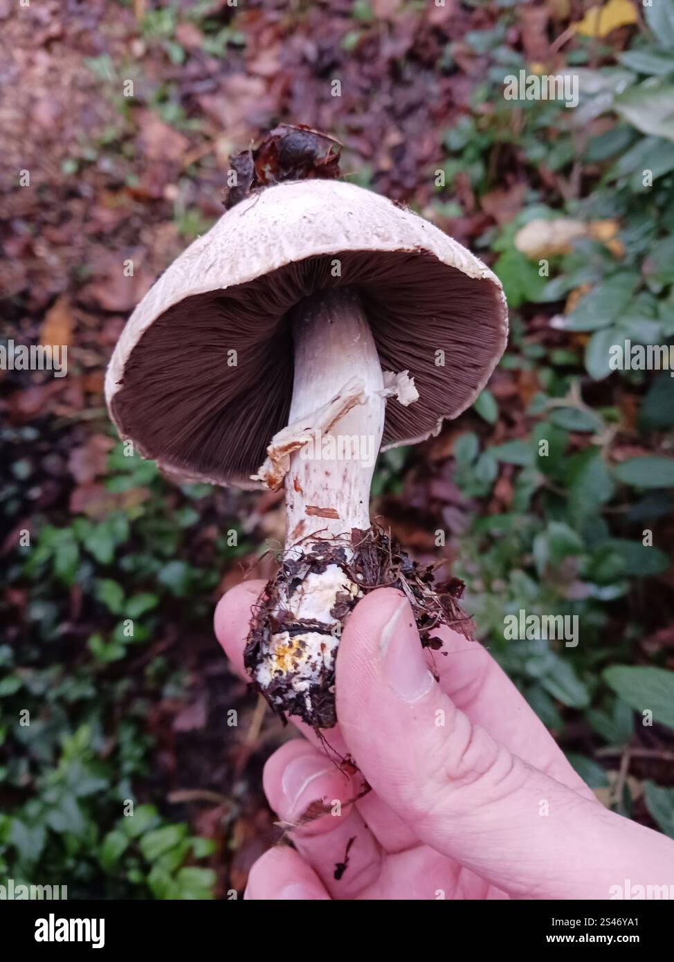 Yellow Stainer (Agaricus xanthodermus Stock Photo - Alamy
