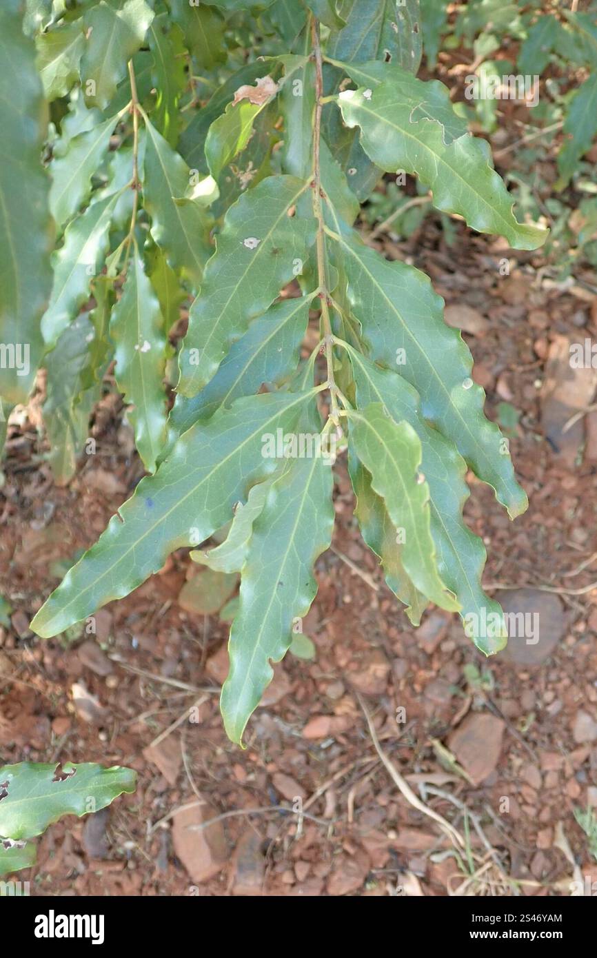 Magic Gwarrie (Euclea divinorum Stock Photo - Alamy