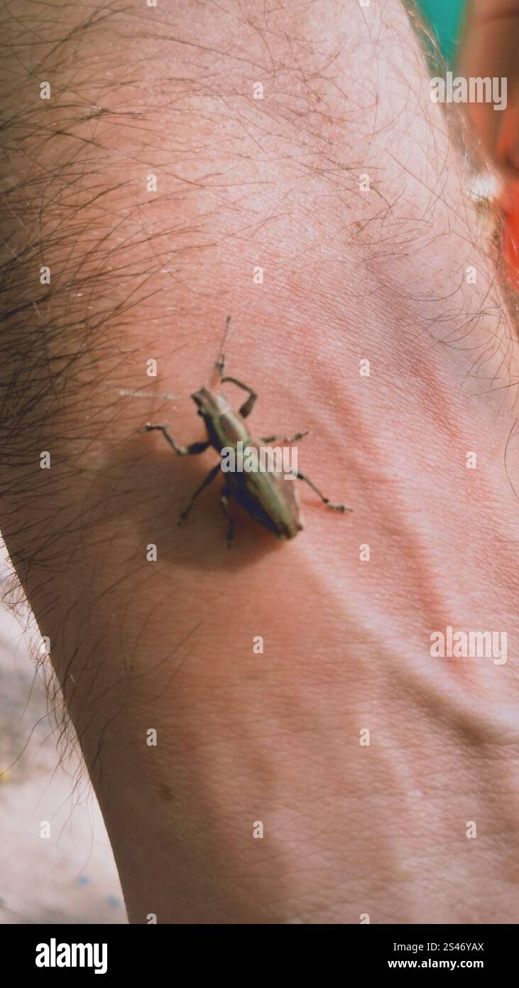 South American Fruit Tree Weevil (Naupactus xanthographus Stock Photo ...