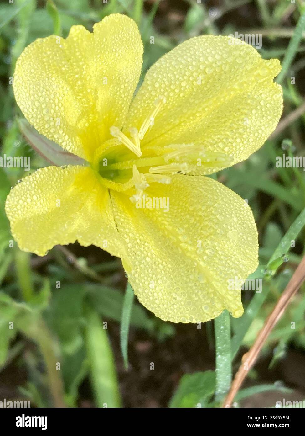 tall evening primrose (Oenothera elata Stock Photo - Alamy