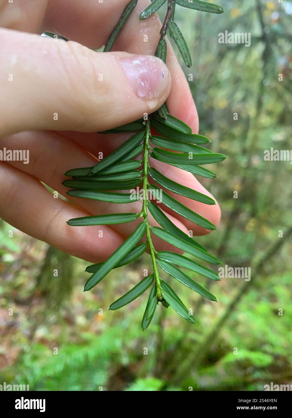 Pacific yew (Taxus brevifolia Stock Photo - Alamy