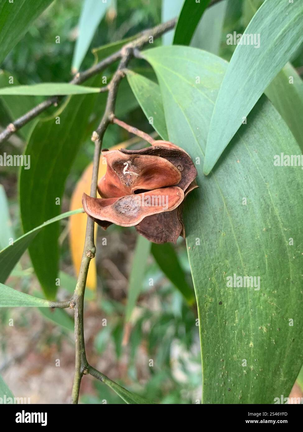 Earpod Wattle (Acacia auriculiformis Stock Photo - Alamy