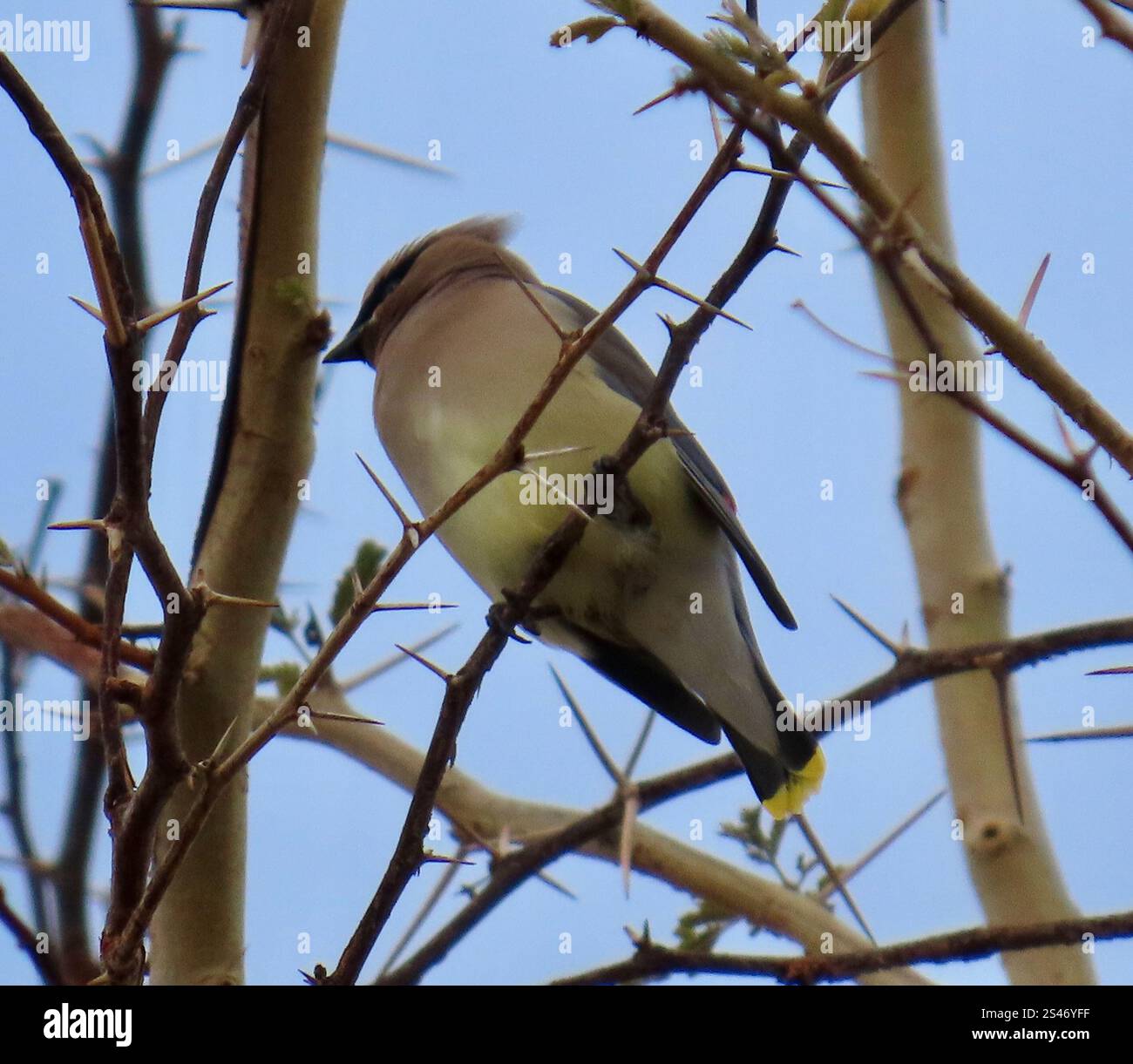 Cedar Waxwing (Bombycilla cedrorum Stock Photo - Alamy