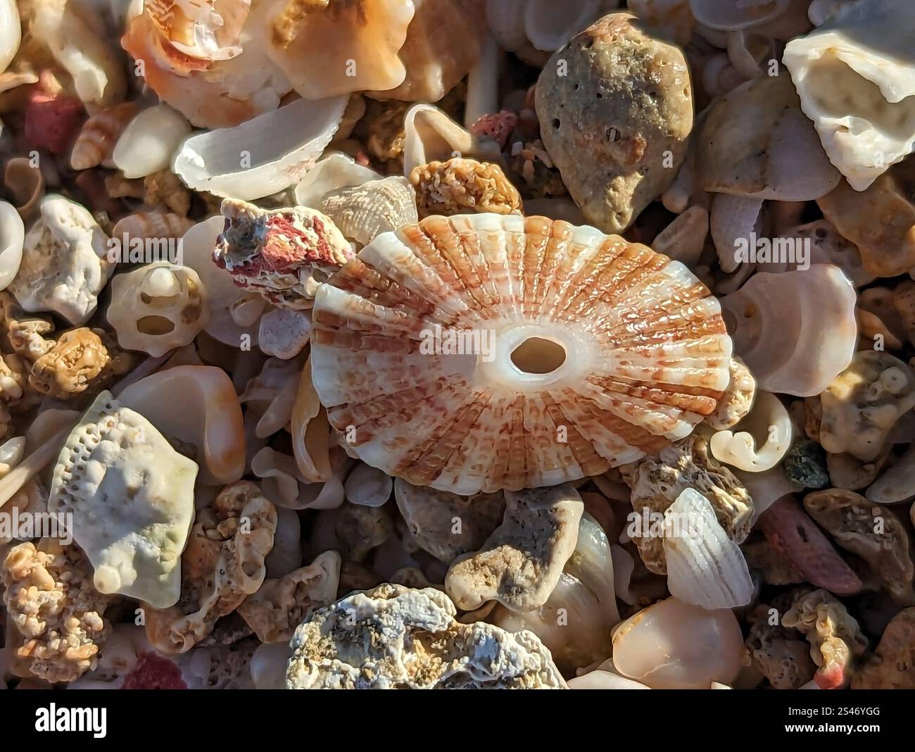 Keyhole Limpets (Fissurellidae Stock Photo - Alamy