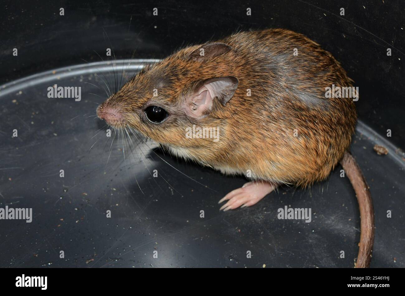 Bushveld Gerbil (Gerbilliscus leucogaster Stock Photo - Alamy