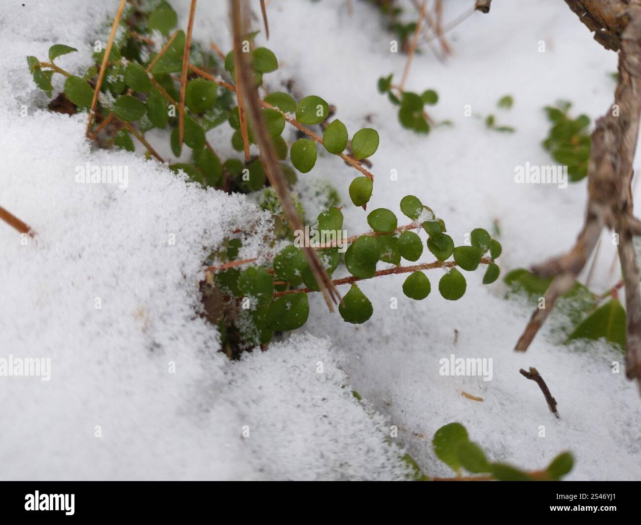 creeping snowberry (Gaultheria hispidula Stock Photo - Alamy