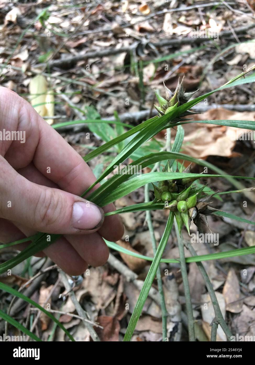 bladder sedge (Carex intumescens Stock Photo - Alamy