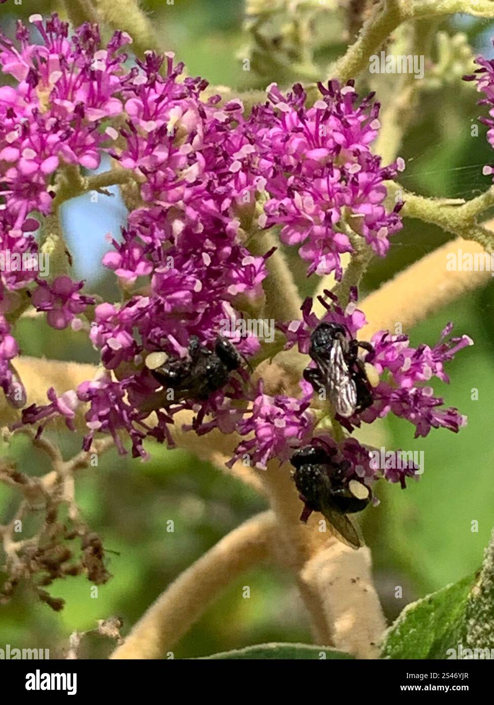 Stingless Bees (Meliponini Stock Photo - Alamy