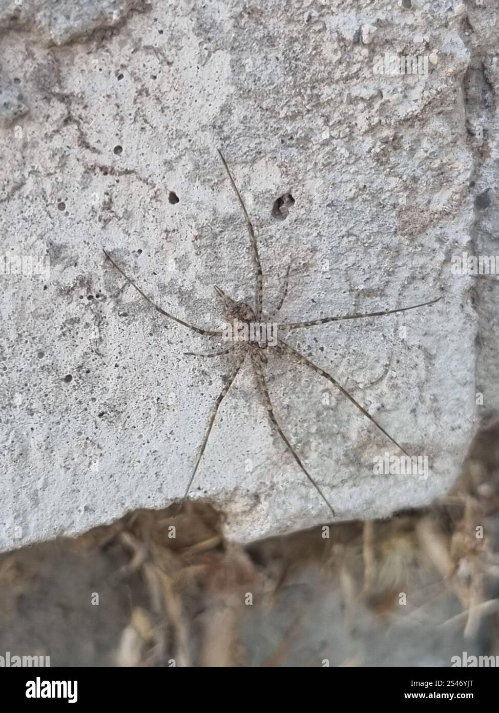 Two-tailed Spiders (Hersiliidae Stock Photo - Alamy