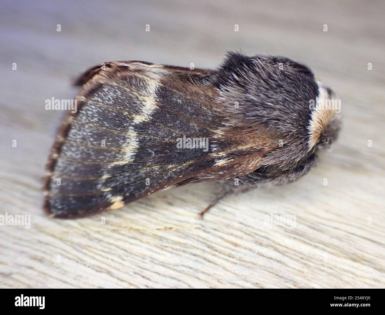 December Moth (Poecilocampa populi Stock Photo - Alamy