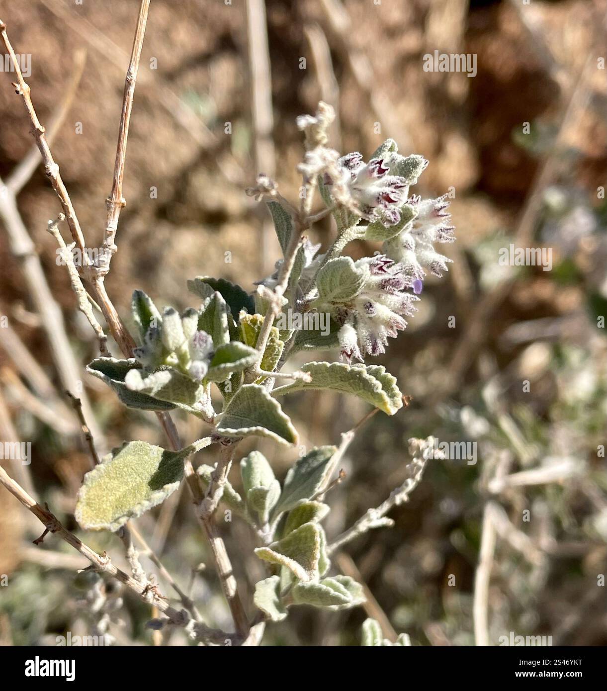 desert lavender (Condea emoryi Stock Photo - Alamy