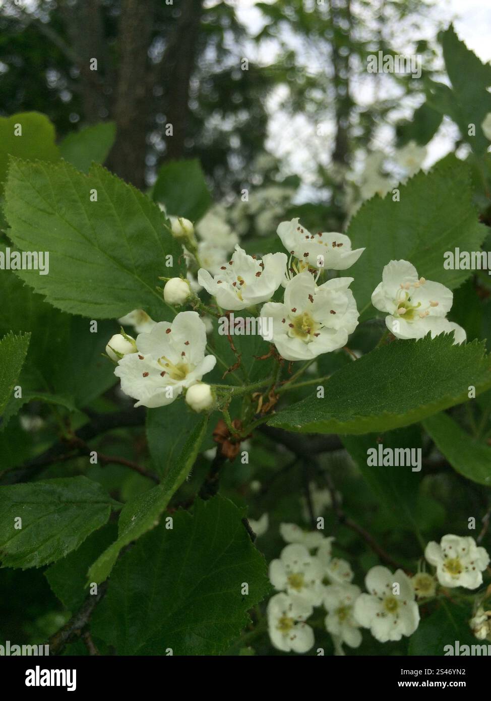 Large-thorn hawthorn (Crataegus macracantha Stock Photo - Alamy