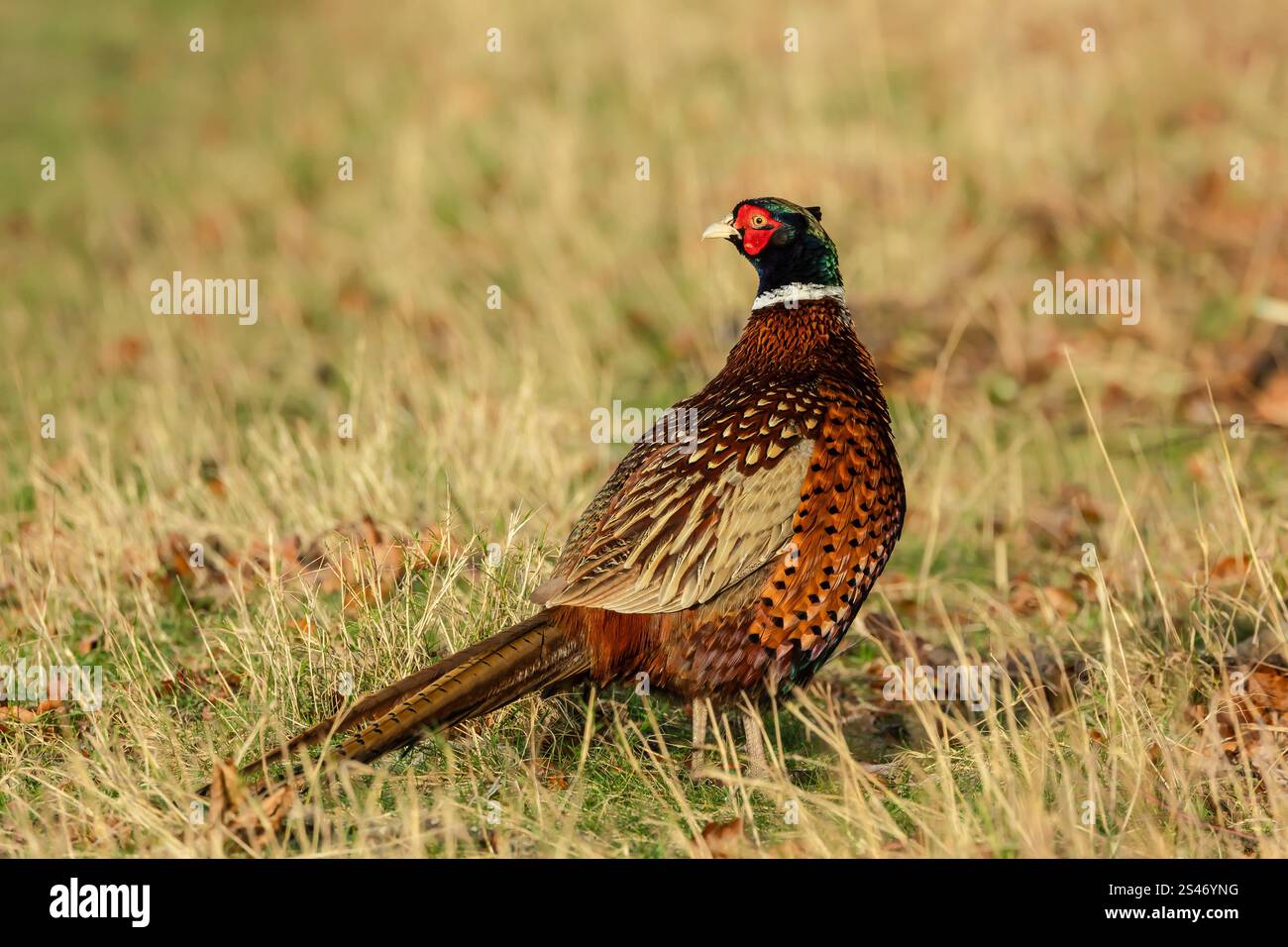 Ring-necked Pheasant in Winter. Colourful, male or cock pheasant stood ...