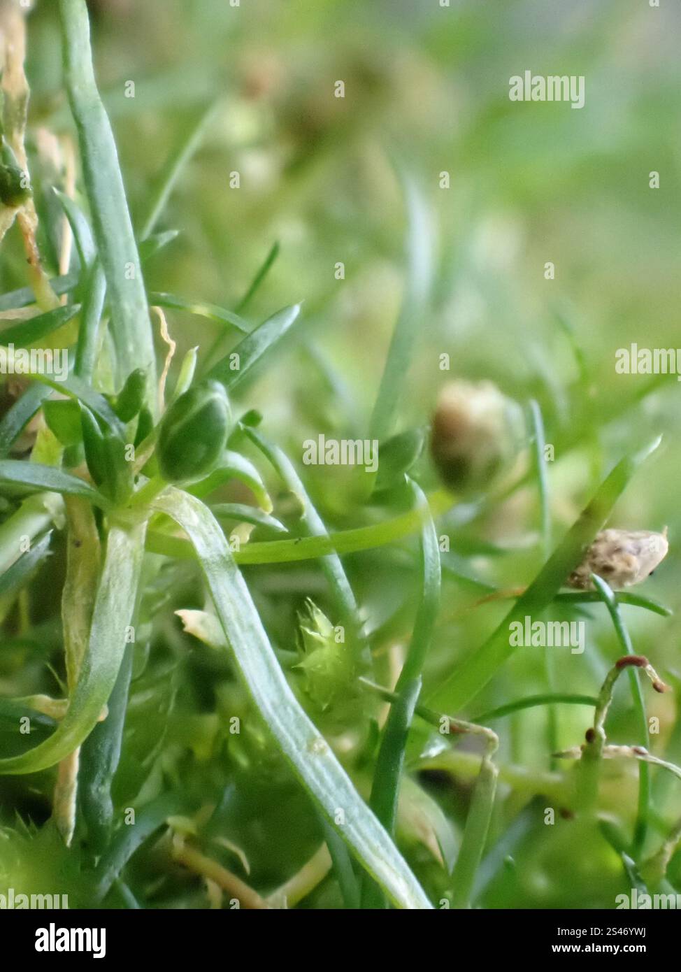 Procumbent Pearlwort (Sagina procumbens Stock Photo - Alamy