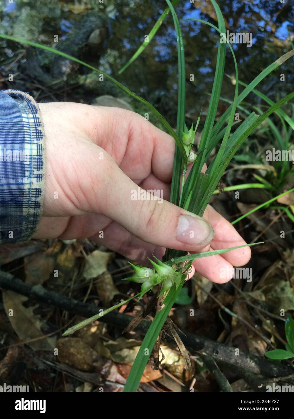 bladder sedge (Carex intumescens Stock Photo - Alamy