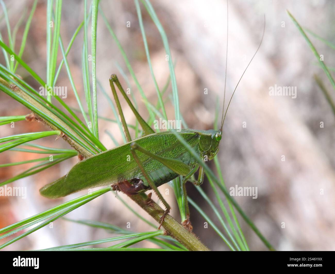 Fork-tailed Bush Katydid (Scudderia furcata Stock Photo - Alamy