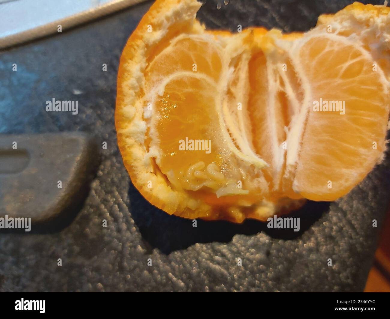 Mediterranean Fruit Fly (Ceratitis capitata Stock Photo - Alamy